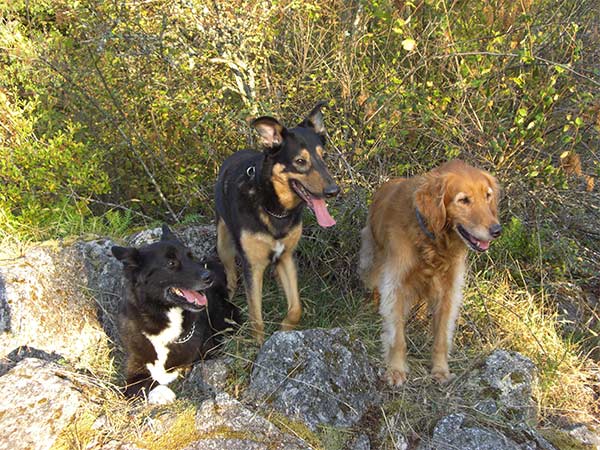 See the story of Bailey's rescue at http://www.animaladvocates.com ...