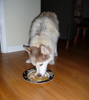 Animal Advocates BC | Chance