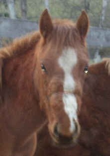 Animal Advocates Society of BC | Horses