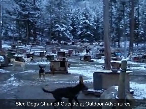 Animal Advocates Society of BC | Videos | Sled Dogs Chained Outside at ...